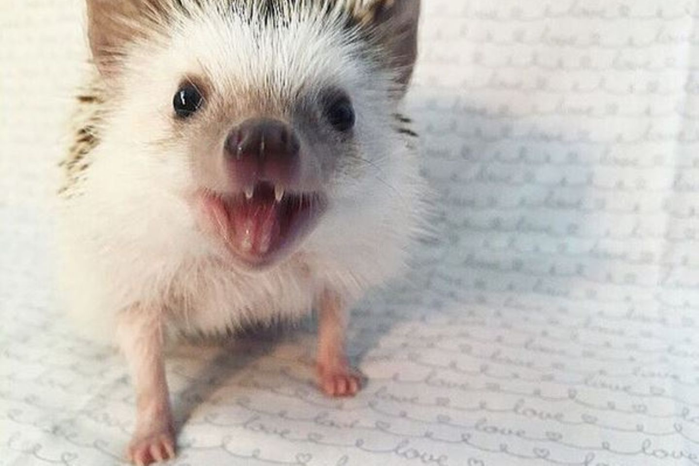 Instagram: Huff, the Hedgehog ist der neue Instagram-Star | GALA.de