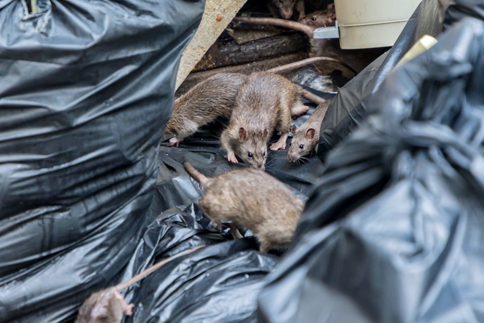 Wegen der Hitze: Rattenplage in Deutschland! | GALA.de