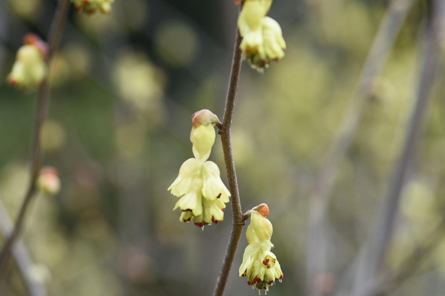 Heuschnupfen: Das sollten Sie über die Pollenallergie wissen | GALA.de
