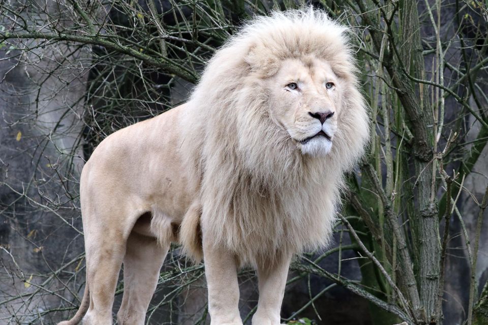 Neuzugang im Bergzoo Halle: Woher stammt der weiße Löwe Mojo? | GALA.de