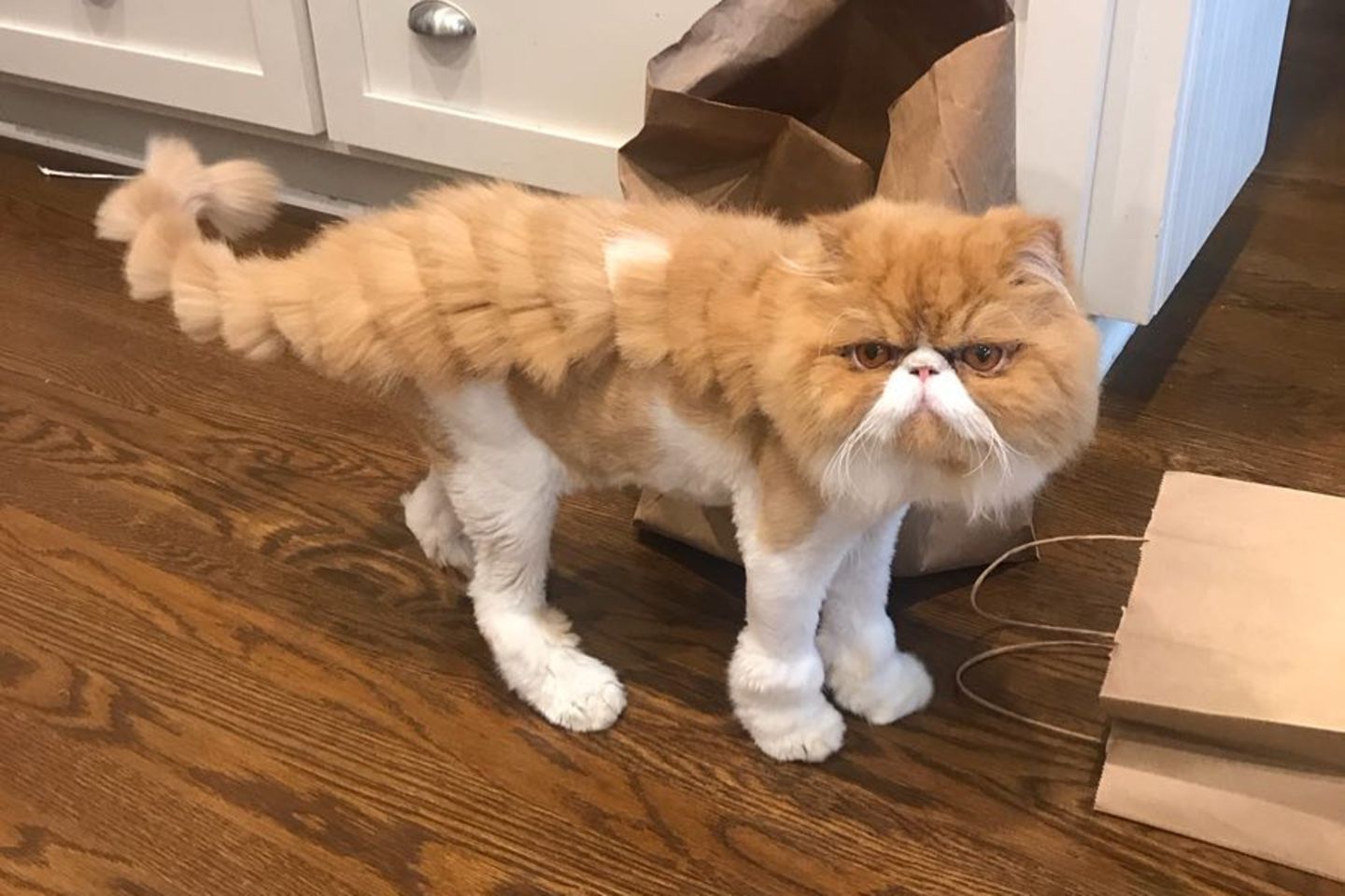 Dinocut: Katzenbesitzer verwandeln ihre Tiere in Dinosaurier | GALA.de