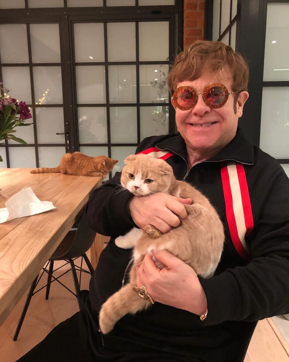 Stars und ihre Katzen: Achtung, Cat Content! | GALA.de