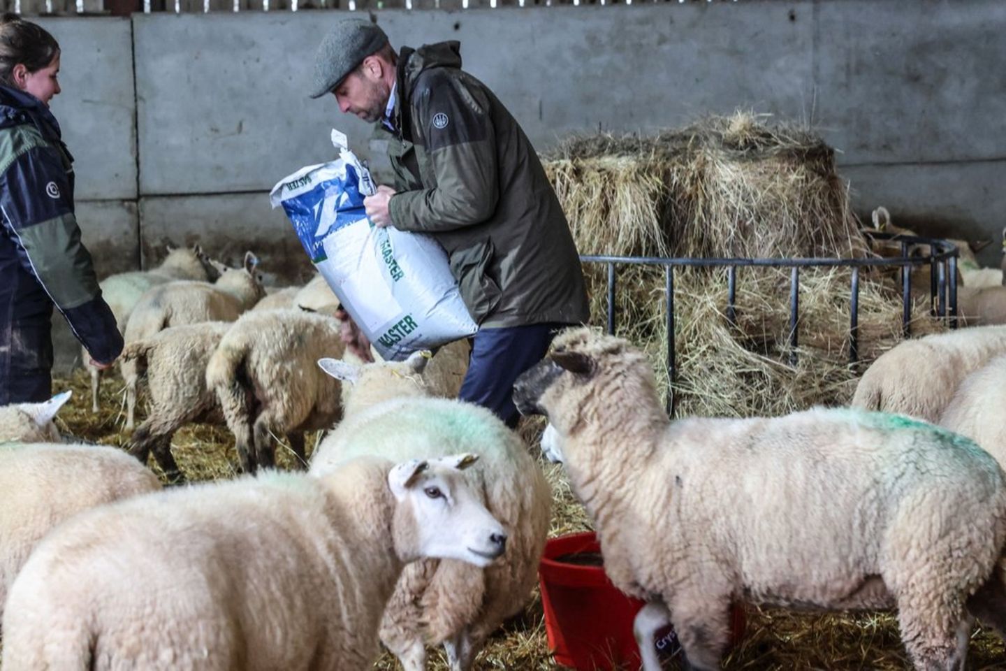 Ungewohnter Royal-Anblick: Prinz William hilft auf dem Bauernhof aus ...