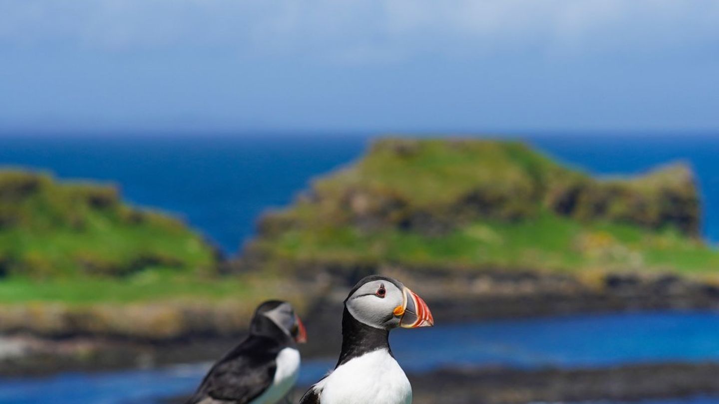 Putzige Papageitaucher in Schottland: Hier kann man am besten Puffins ...