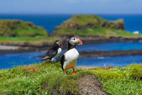 Putzige Papageitaucher in Schottland: Hier kann man am besten Puffins ...
